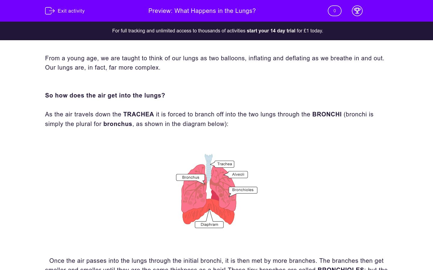 What Happens in the Lungs? Worksheet - EdPlace