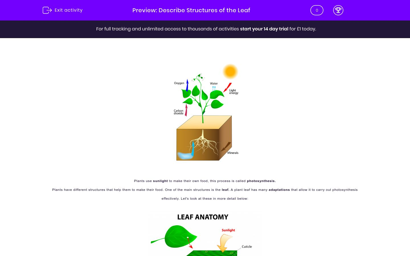 Describe The Structures And Functions Of The Leaf Worksheet EdPlace