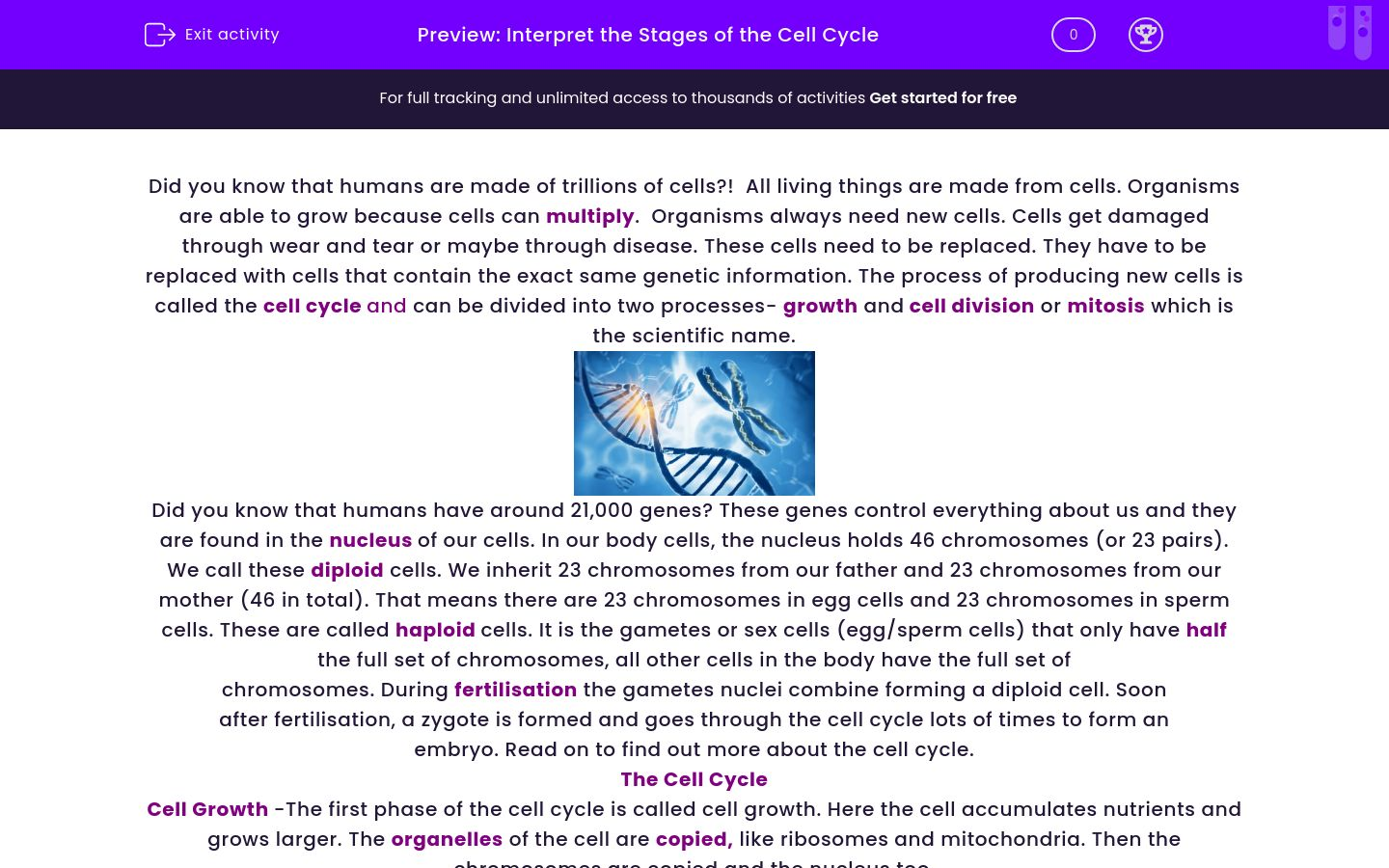 Interpret the Stages of the Cell Cycle Worksheet - EdPlace